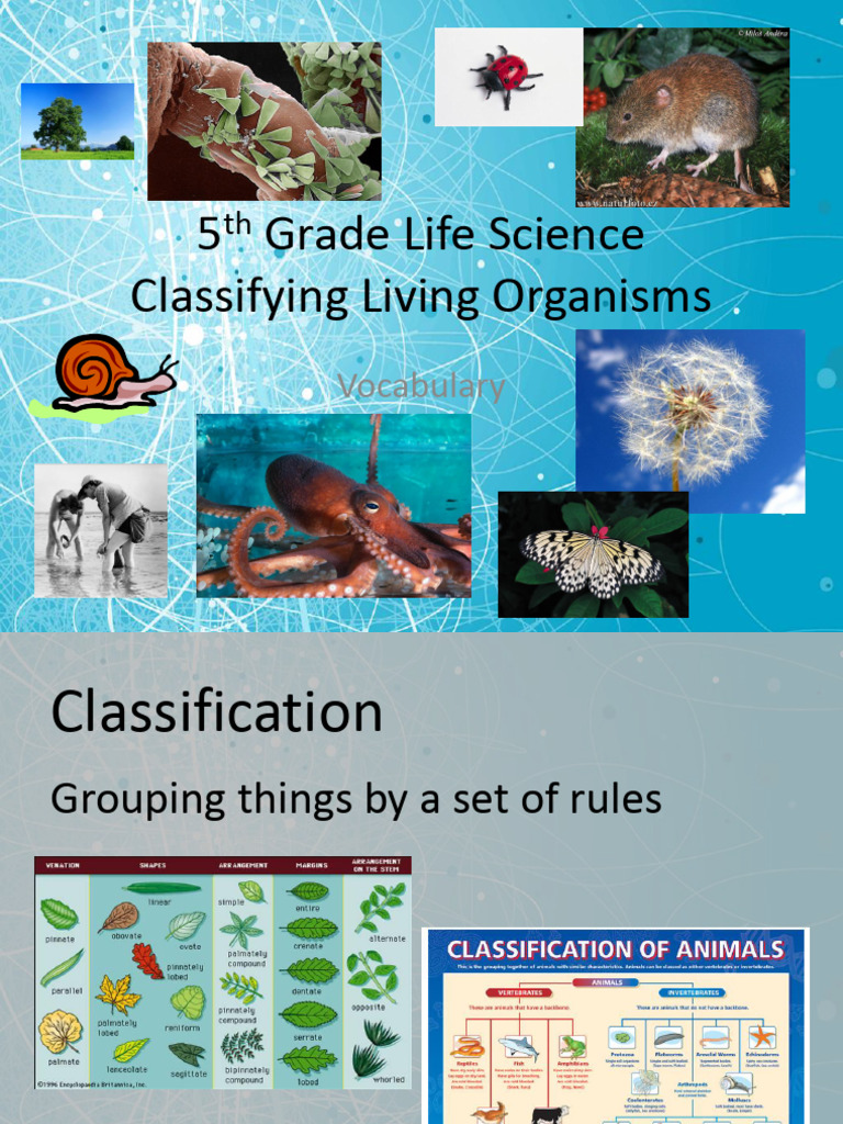 Classifying Living Organisms for Grade 5 | PDF | Science & Mathematics