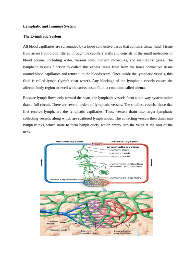 Endothelial Minivalves in Lymph Capillaries | PDF | Lymphatic System ...