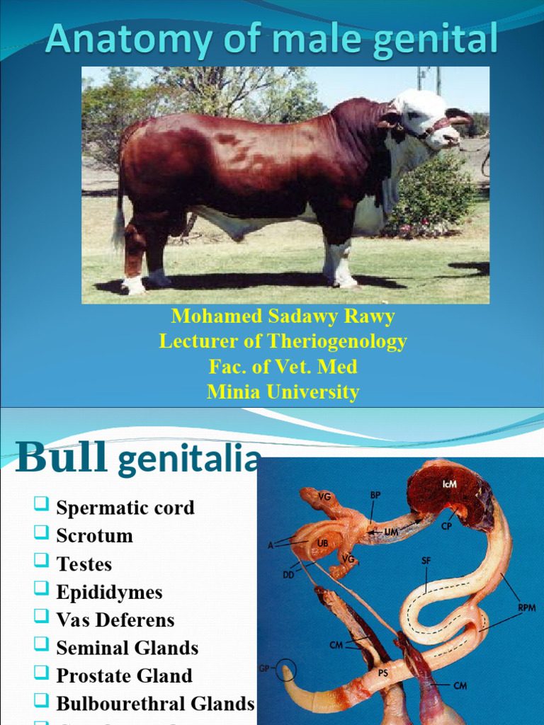Bull Reproductive Anatomy Overview | PDF | Testicle | Penis