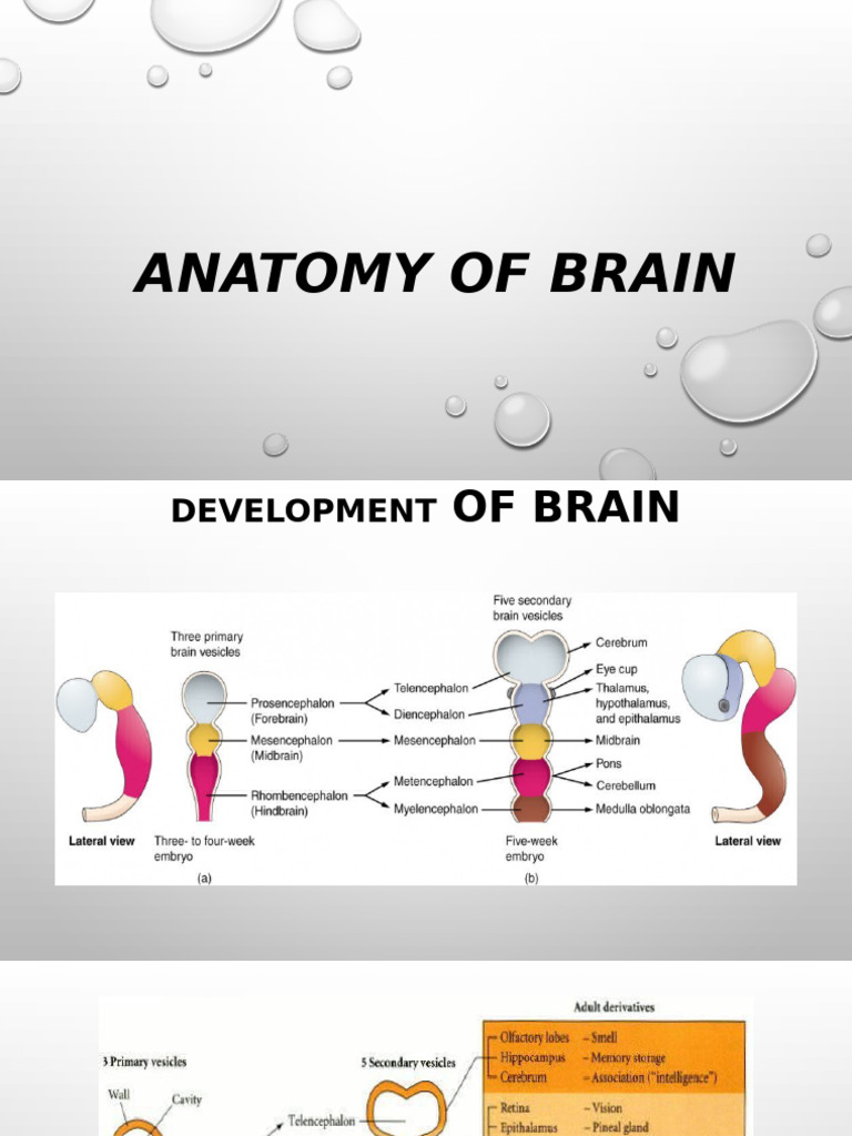 Anatomy of Brain | PDF