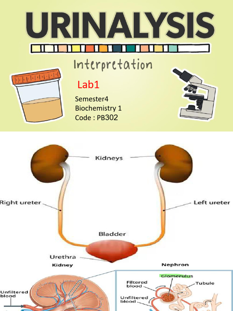 Physical Examination of Urine (1) (Read-Only) | PDF | Kidney | Medical ...