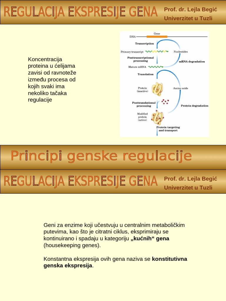 Regulacija Ekspresije Gena | PDF