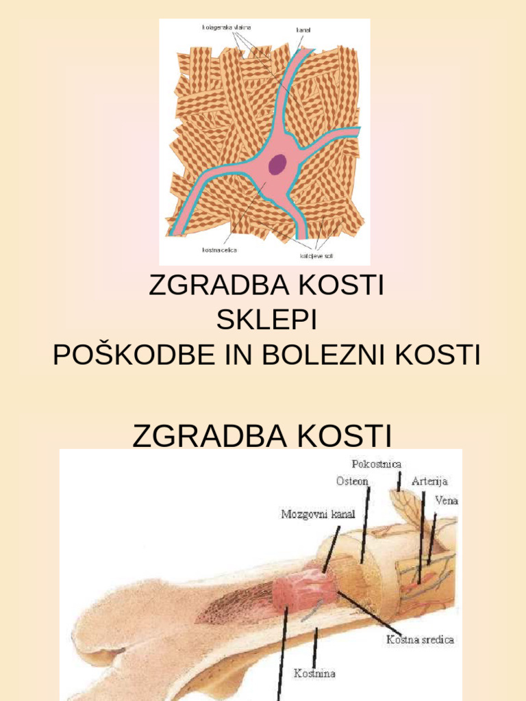Zgradba Kosti | PDF