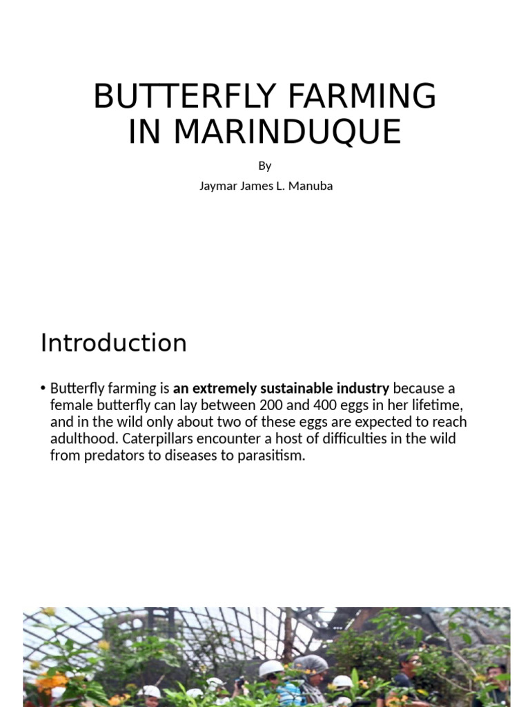 Marinduque's Butterfly Farming Industry | PDF