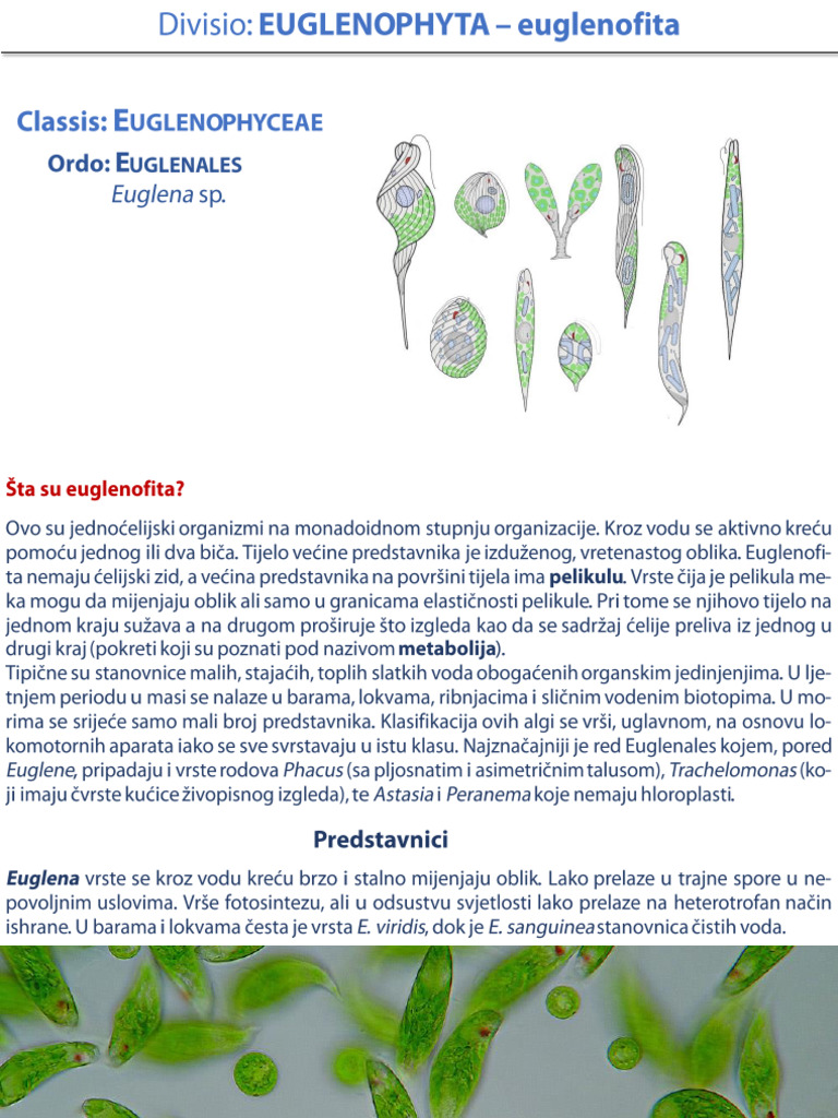 Euglena | PDF