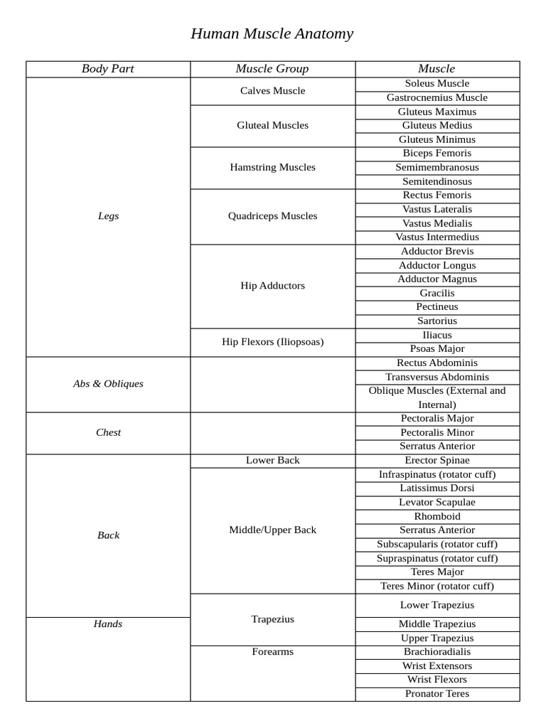 Human Muscle Anatomy Pdf Musculoskeletal System Limbs Anatomy
