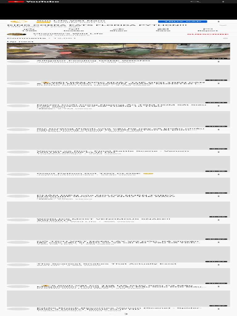 King Cobra Eats Florida Python!!! - Youtube | PDF