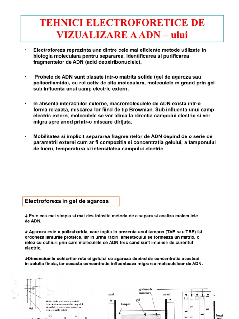 Electroforeza in Gel de Agaroza | PDF