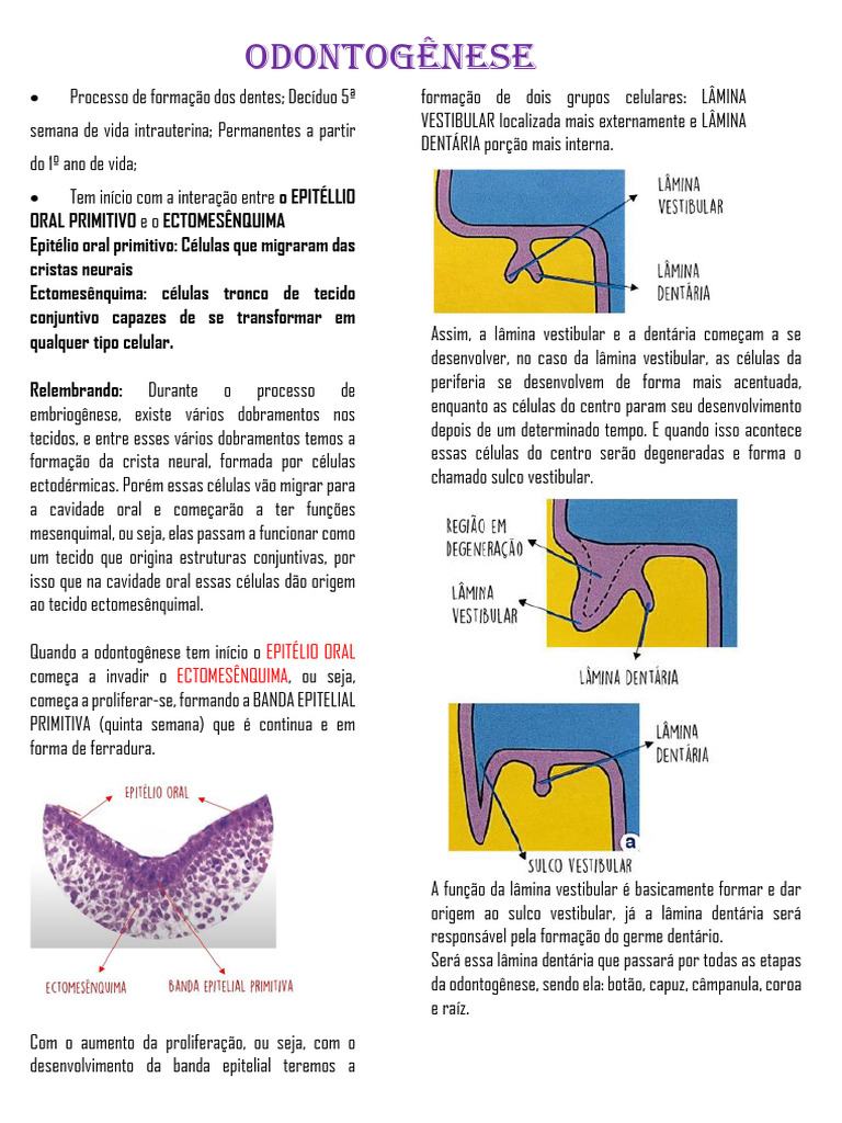 Resumo e Lista de Exercícios Odontogenese | PDF | Dente humano | Esmalte dentário