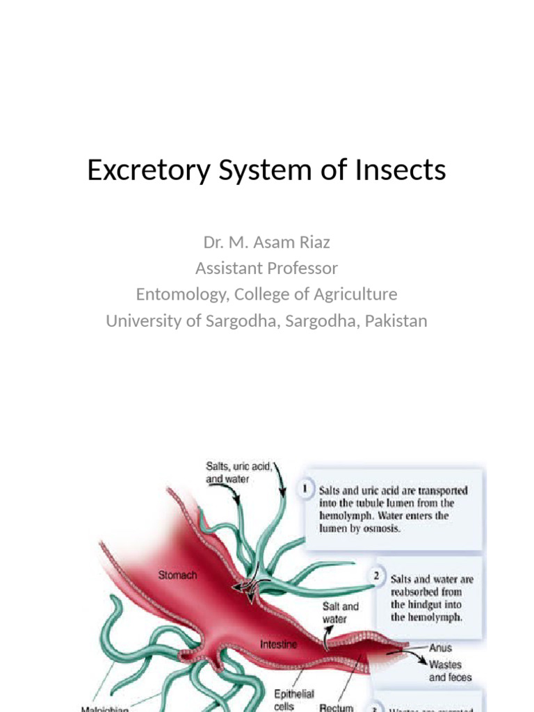 05 Excretory System | PDF | Excretion | Insects