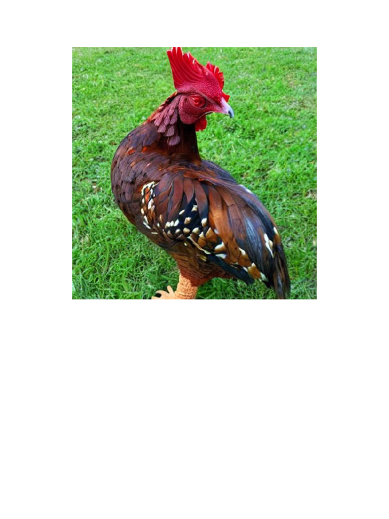 Gamefowl Breeding Is The Process of Breeding and Raising Roosters and ...