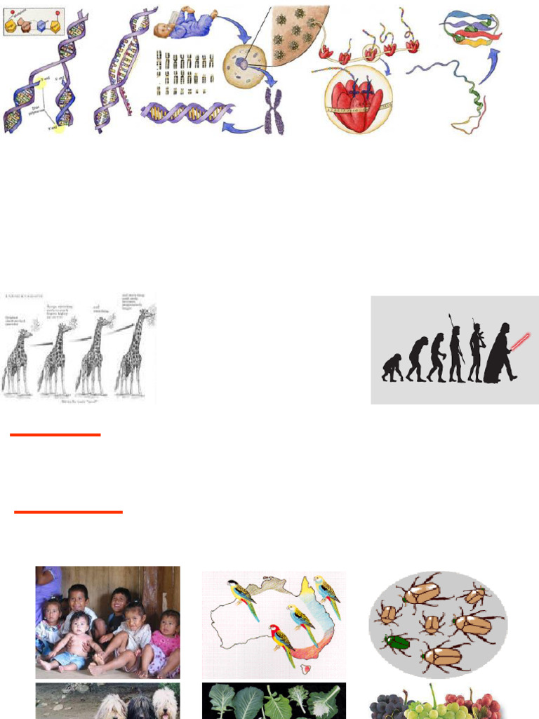 Class X Chapter 9 Heredity 1 | PDF | Heredity | Reproduction