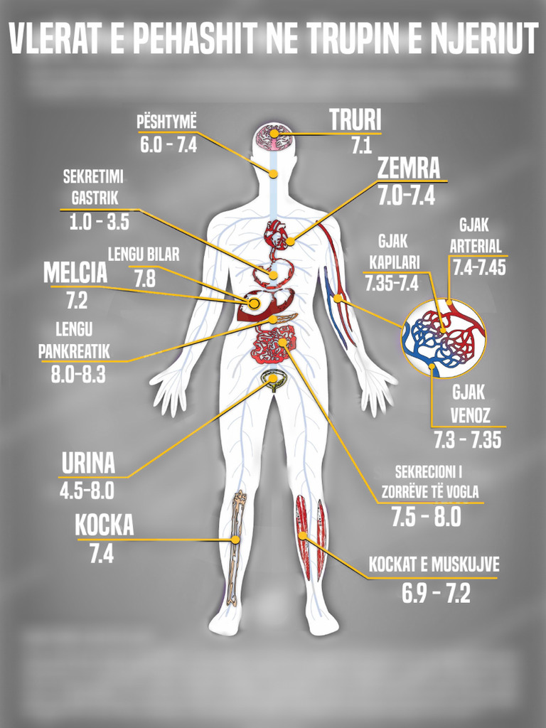 Biologji Pehashi Ne Trupin e Njeriut A3 | PDF