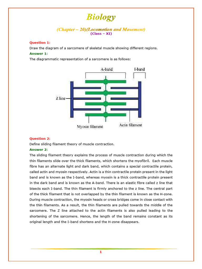 V Her MEt POLe PEUb Yqh RG | PDF | Muscle Contraction | Muscle
