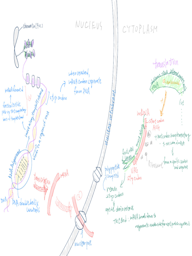 Molecular Genetics | PDF