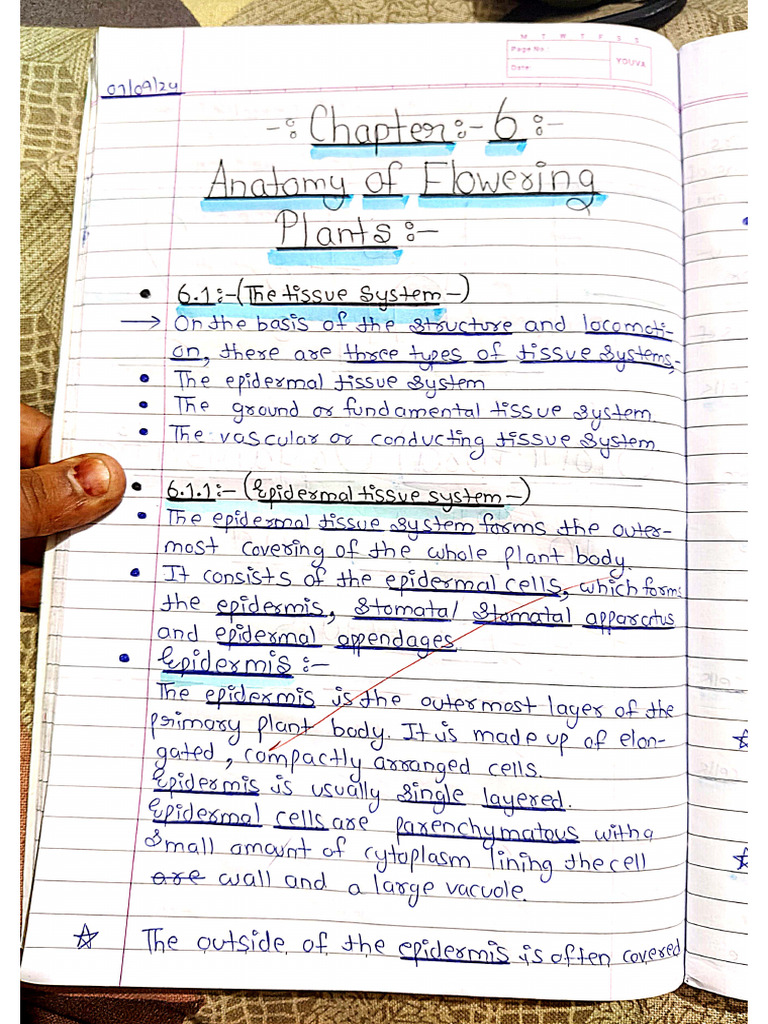 Anatomy of Flowering Plants | PDF