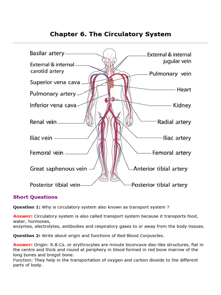 The Circulatory System-Sample | PDF | Heart Valve | Heart