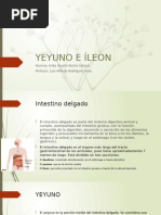 Histología y función del yeyuno | PDF | Intestino delgado | Anatomía
