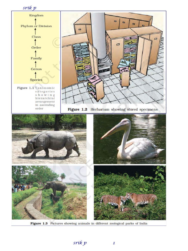 Ncert Xi Bio Diagrams | PDF