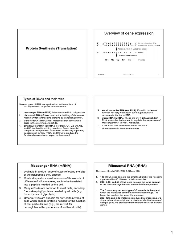 Protein Synthesis Printout | PDF | Rna | Translation (Biology)
