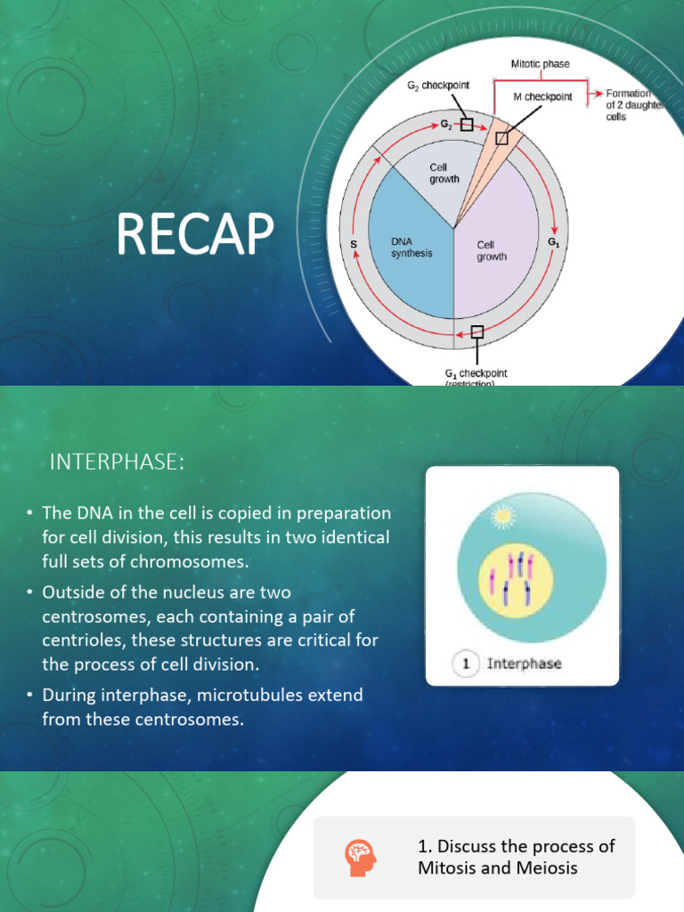 GEN BIOLOGY - Week-4-Mitosis | PDF | Mitosis | Chromosome