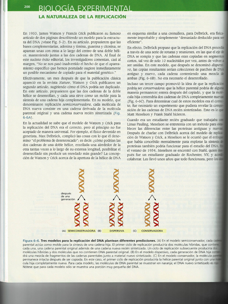 Alberts 2 Pag 1 | PDF