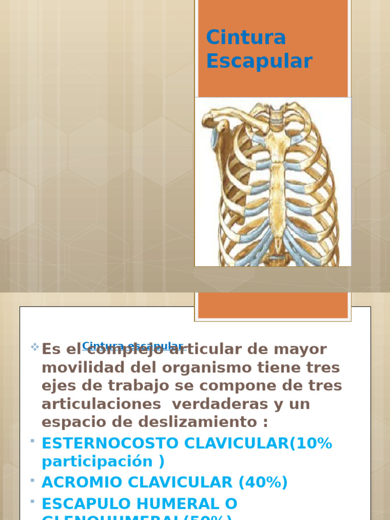 Articulaciones de la Cintura Escapular | PDF | Hombro | Articulaciones
