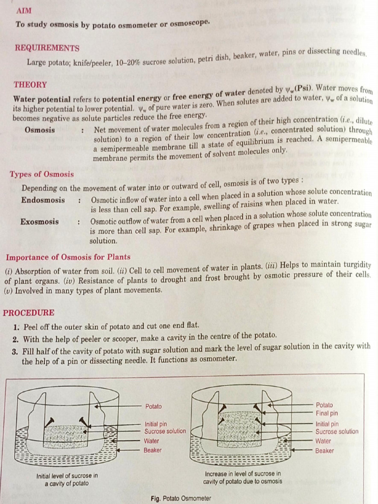 Experiment Potato Osmometer | PDF | Osmosis | Chemistry