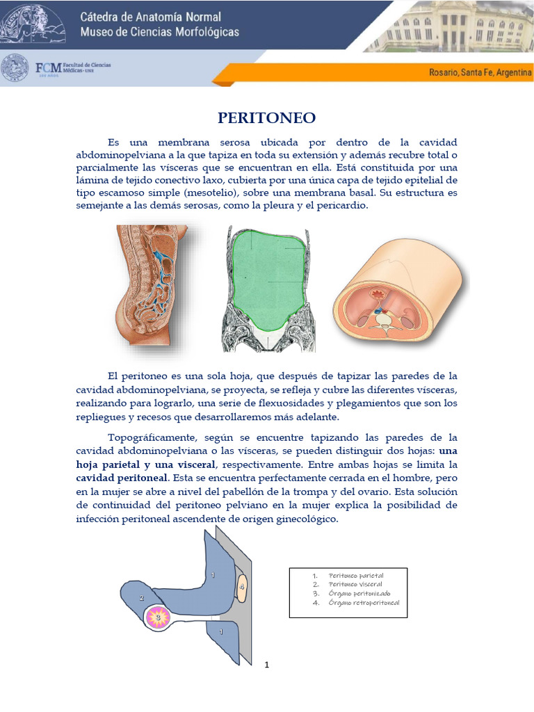Anatomía del Peritoneo y sus Clasificaciones | PDF | Abdomen | Peritoneo