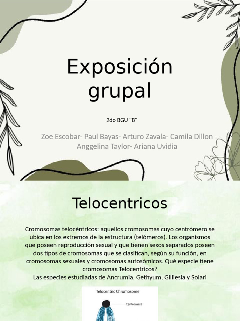 Cromosomas 2do BGU B | PDF | Cromosoma | Procesos biologicos
