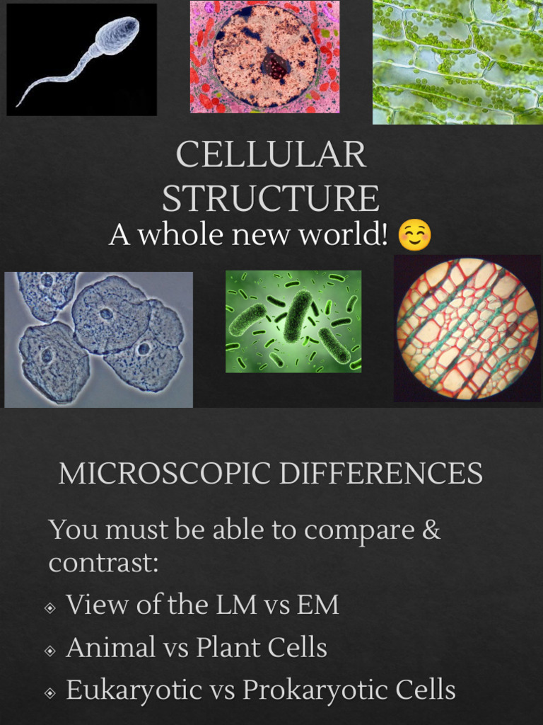 Cellular Structures: Comparing Cells | PDF | Endoplasmic Reticulum ...
