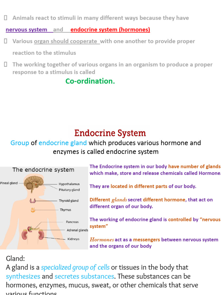 Understanding the Endocrine System | PDF | Endocrine System | Luteinizing Hormone