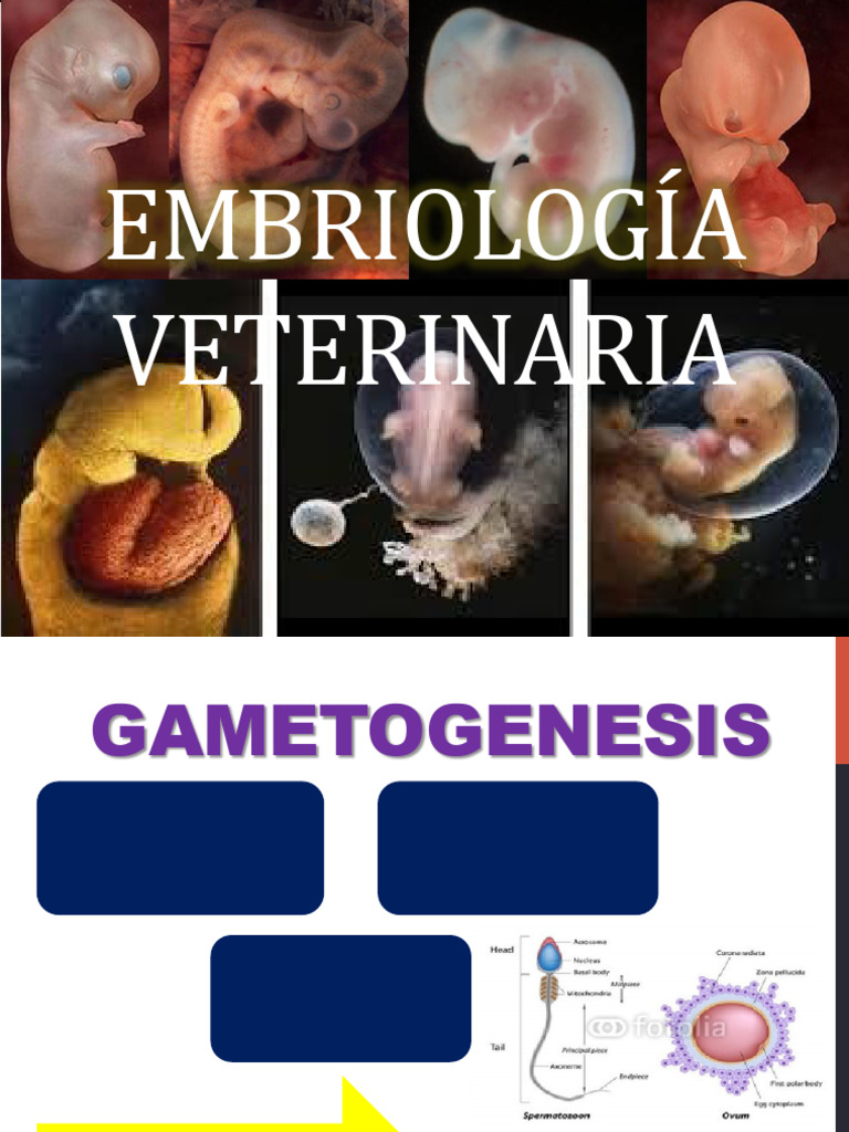 Gametogenesis | PDF | Mitosis | Anatomía