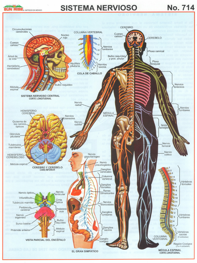 Sistema Nervioso 714 | PDF