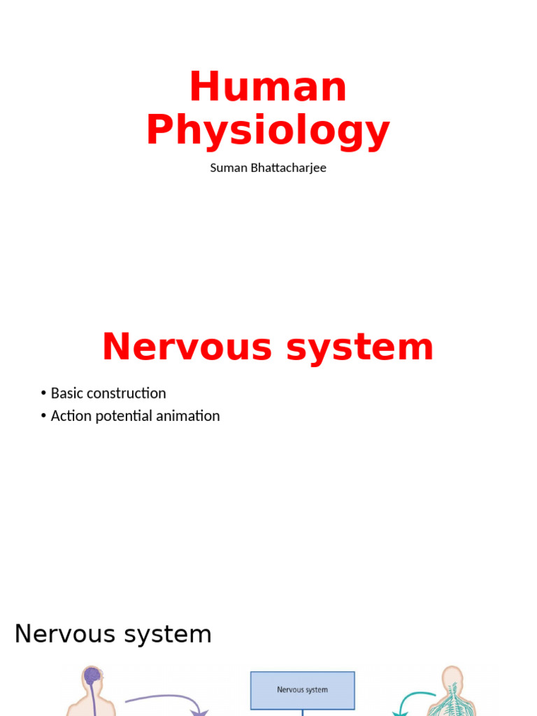 Class 2 Respiratory, Cardiac, Excretory, Nervous System NET | PDF ...