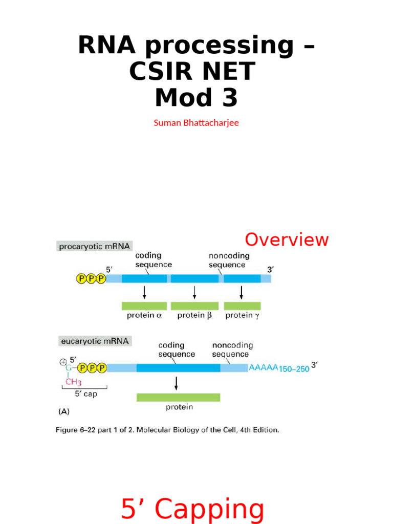RNA Processing Module 3 | PDF