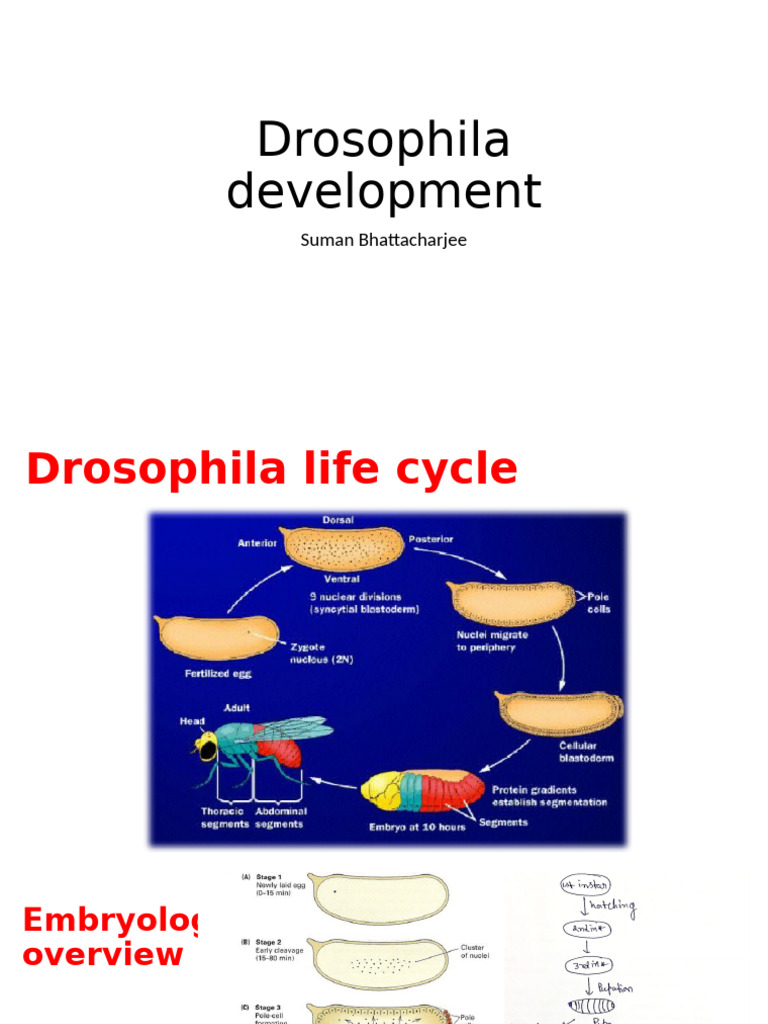 Drosophila Development Part 1 Online | PDF