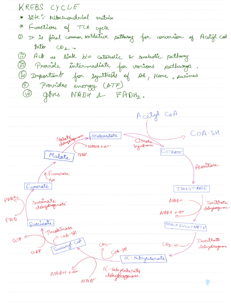 Krebs Cycle or Tca Cycle | PDF