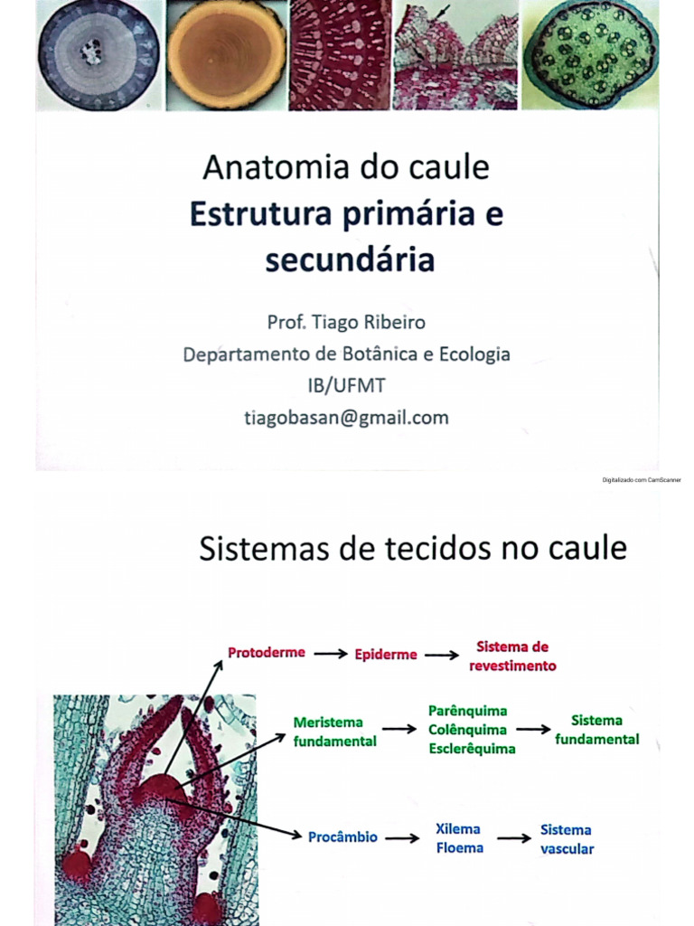 Morfologia - Anatomia Do Caule - Estrutura Primária e Secundária 23.10. ...