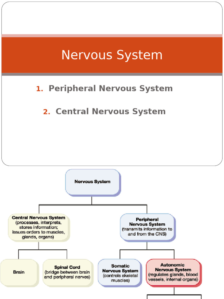 Central Nervous System | PDF | Brainstem | Nervous System
