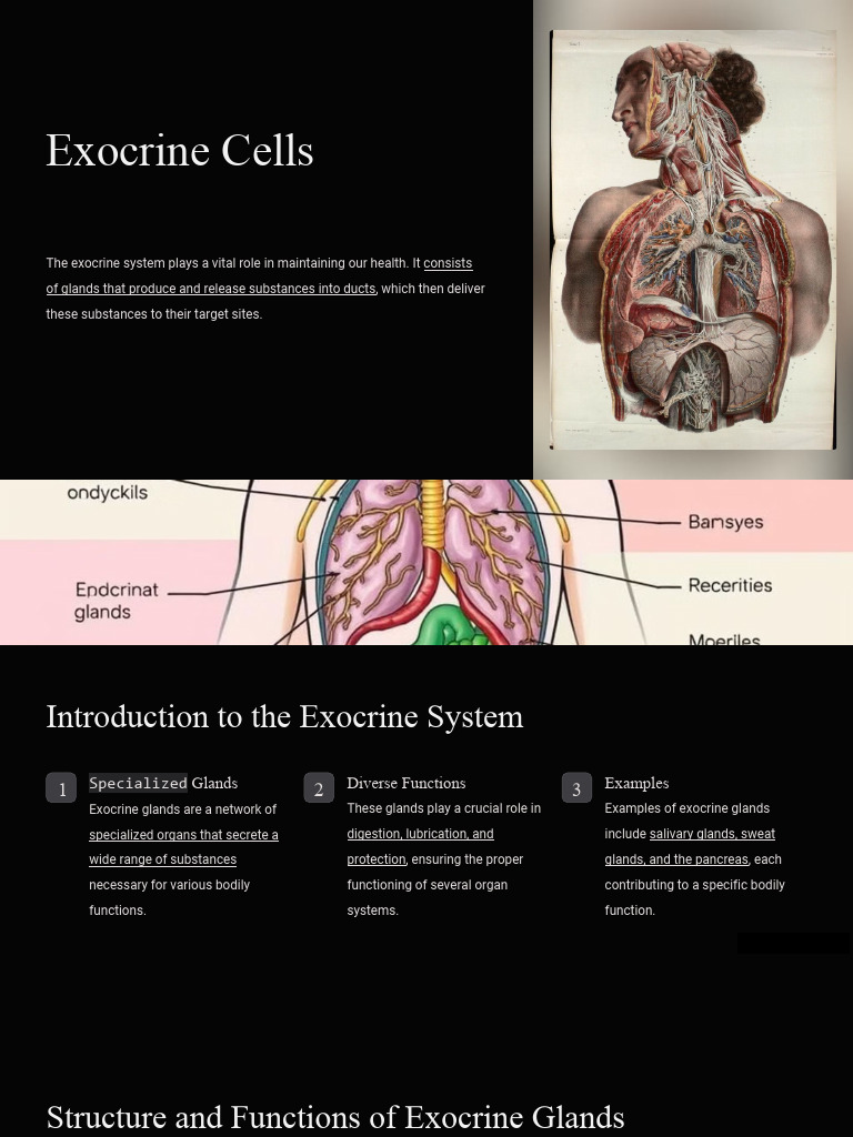 Exocrine Glands | PDF | Human Digestive System | Pancreas