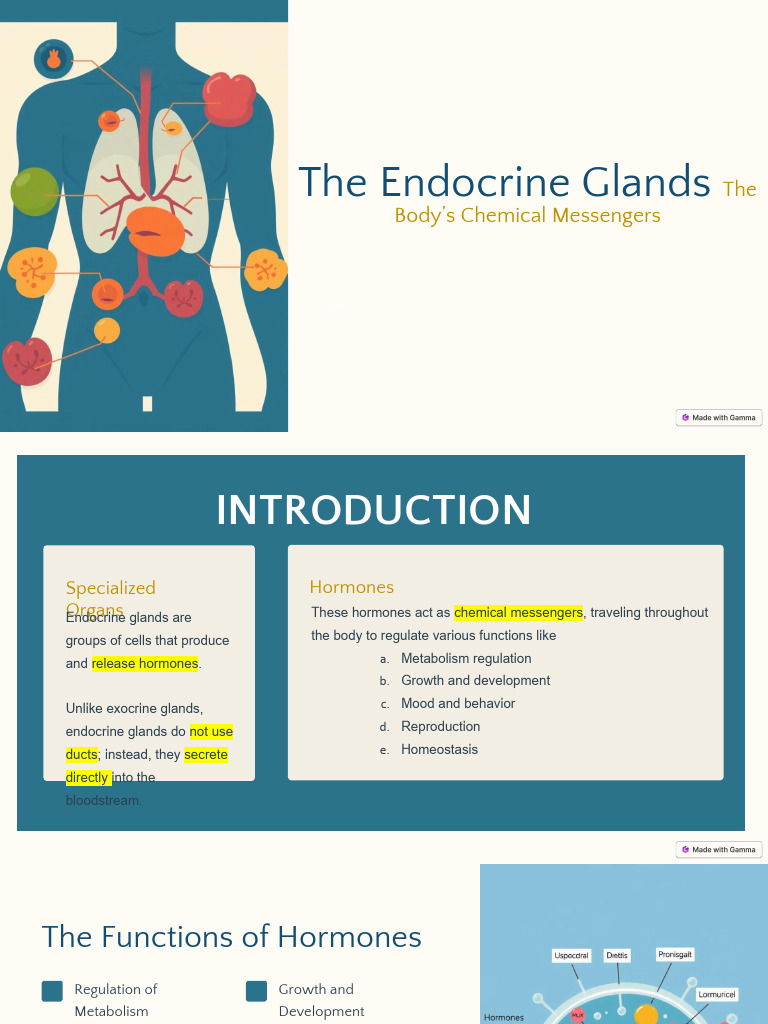 Endocrine glands | PDF | Hormone | Endocrine System