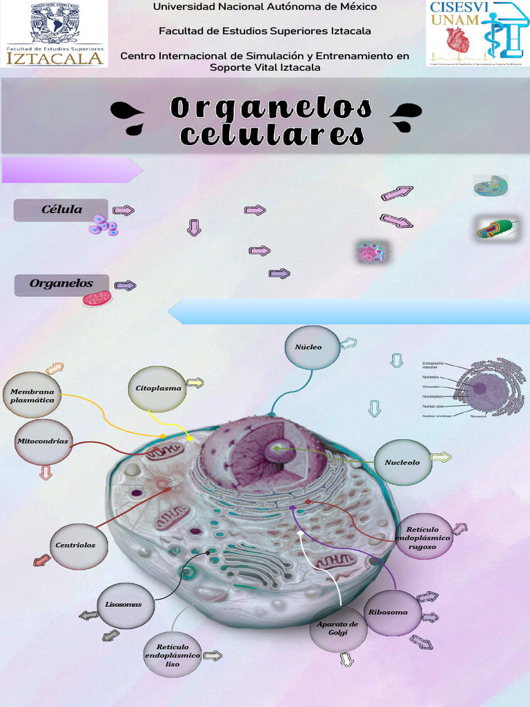 3 - Organelos Celulares 2025 | PDF | Nucleo celular | Biología Celular)