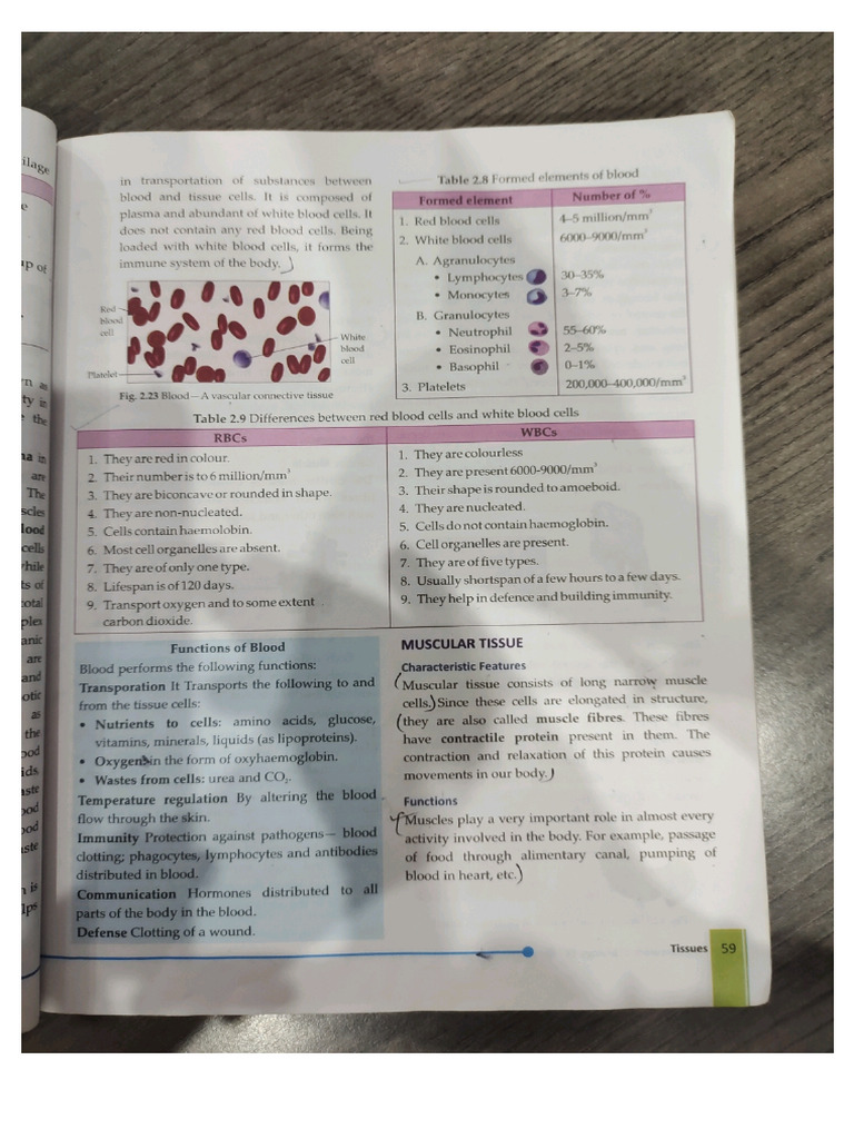 Muscular Tissues | PDF