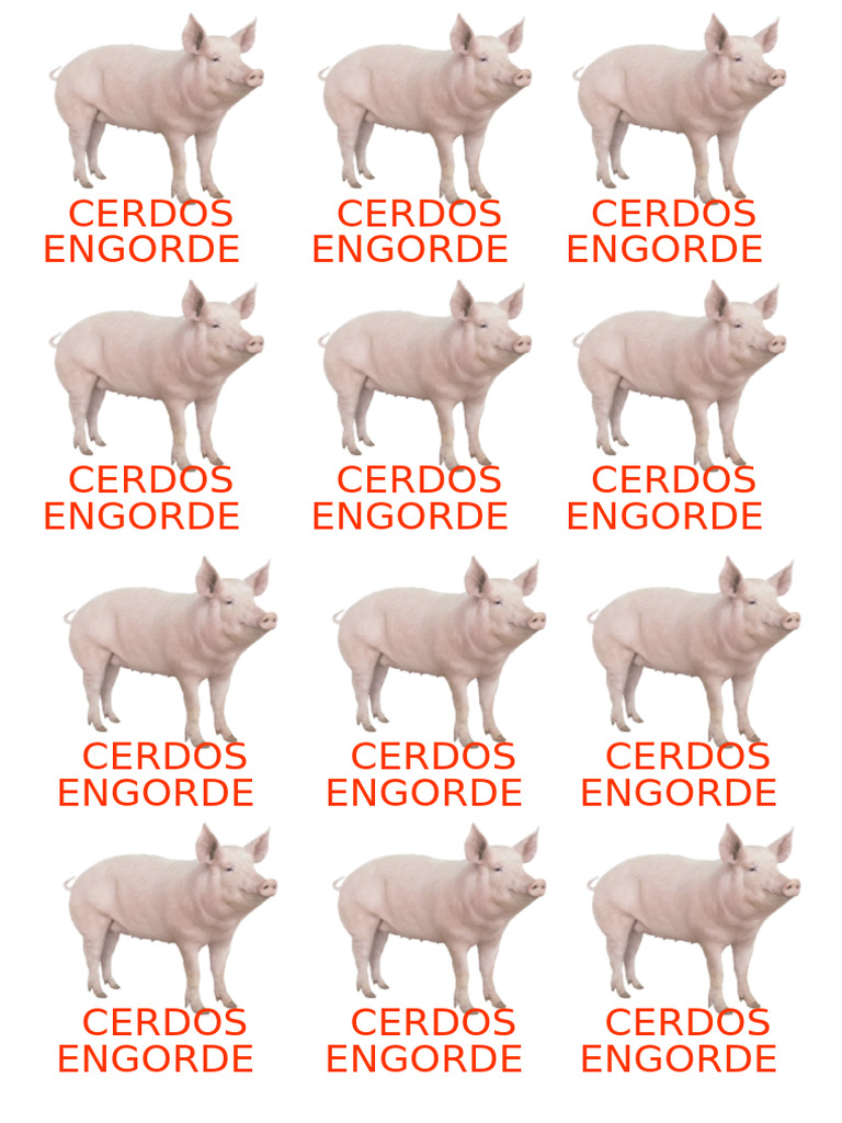 Cerdos Engorde | PDF