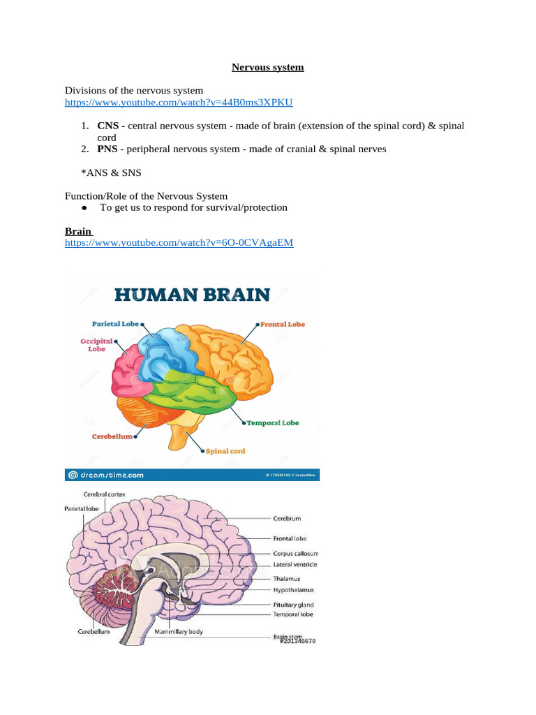 Nervous System Intro | PDF | Action Potential | Neuron