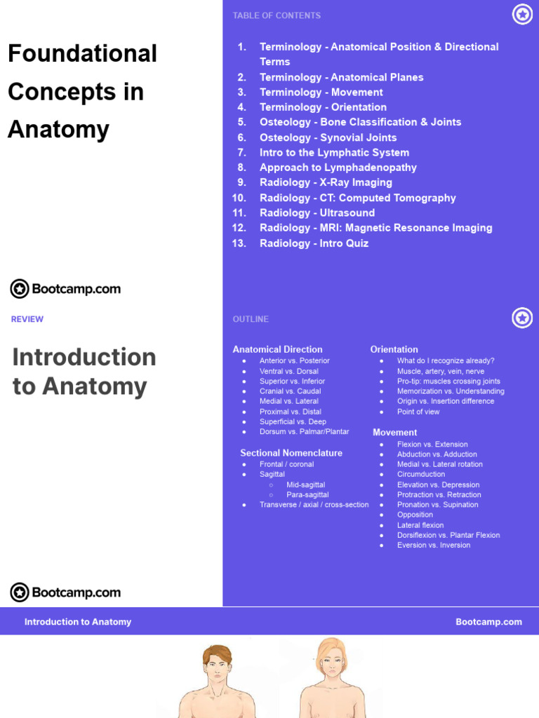 Foundational Concepts in Anatomy | PDF | Lymphatic System | Anatomical ...