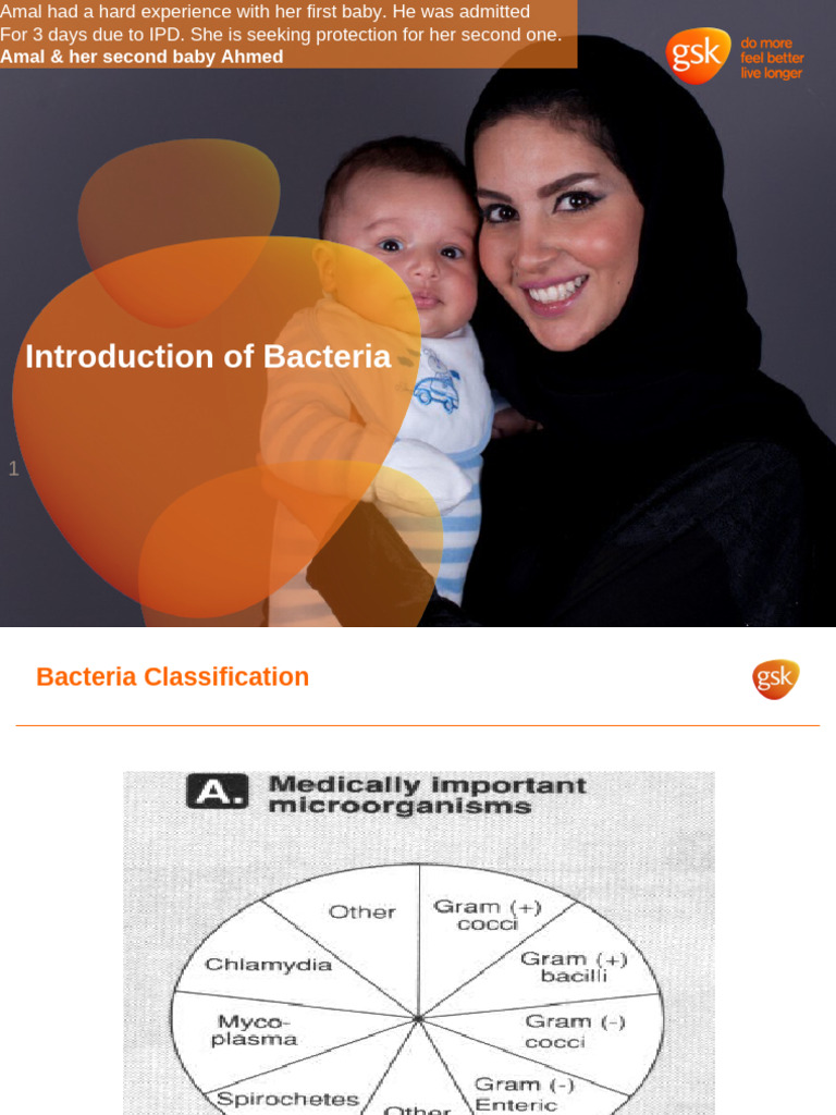 Introduction of Bacteria - Augmentin and Zinnat | PDF | Gram Negative ...