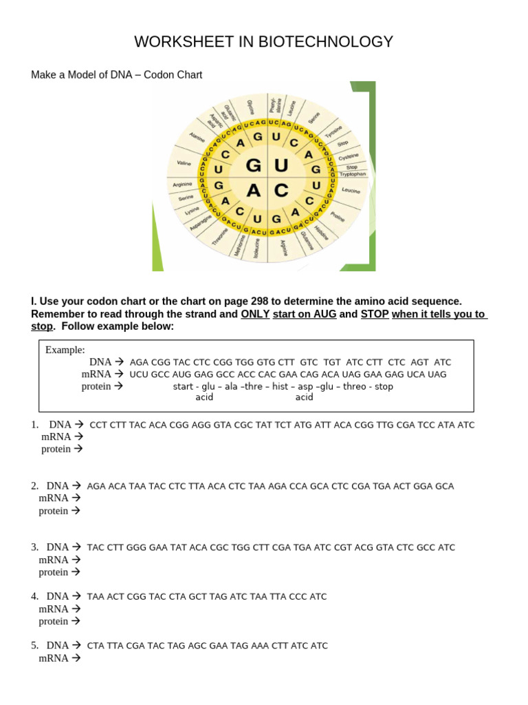 DNA-worksheet | PDF | Translation (Biology) | Rna