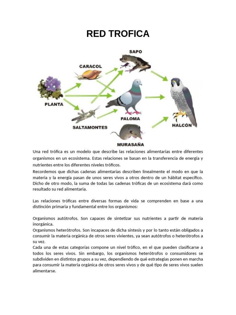 Red trófica y sus relaciones ecológicas | PDF | Red alimentaria | Ecología